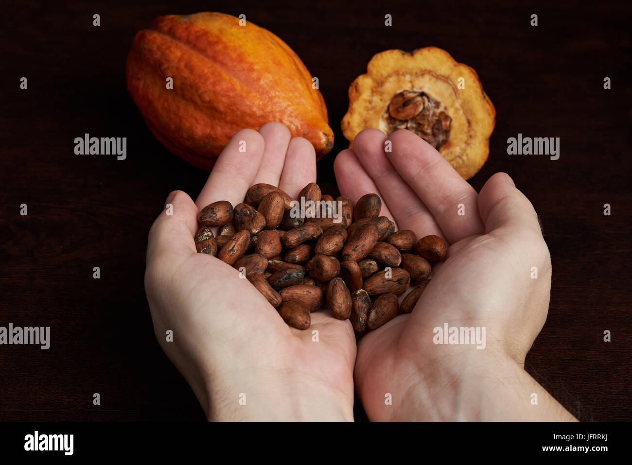 Close-up of cacao seeds in hands. Natural eco fruit farm harvest ...