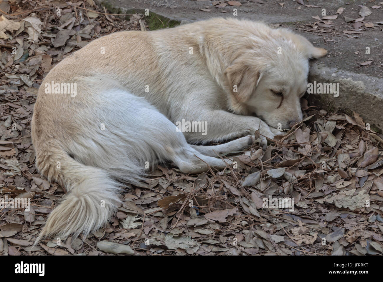 Stray puppy dog curls up amongst the ancient ruins of Pompeii - Italy ...