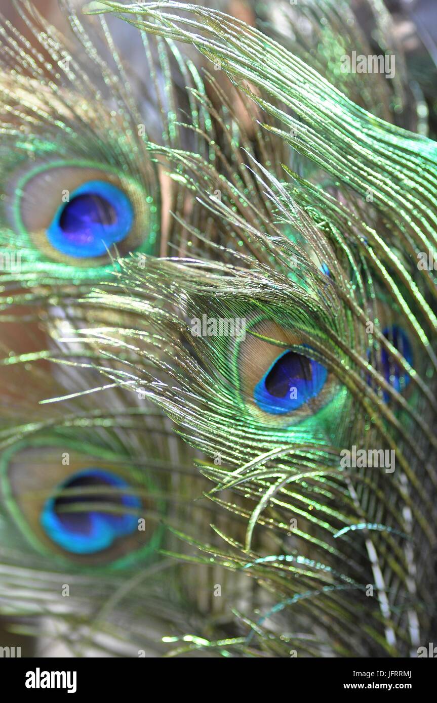 Peacock Feather Photography