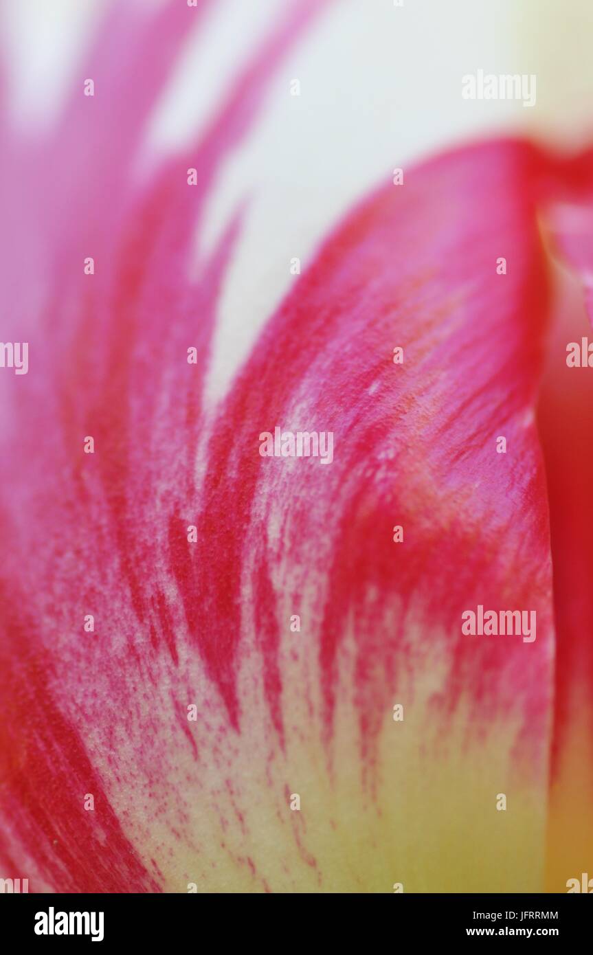 Petal texture hi-res stock photography and images - Alamy