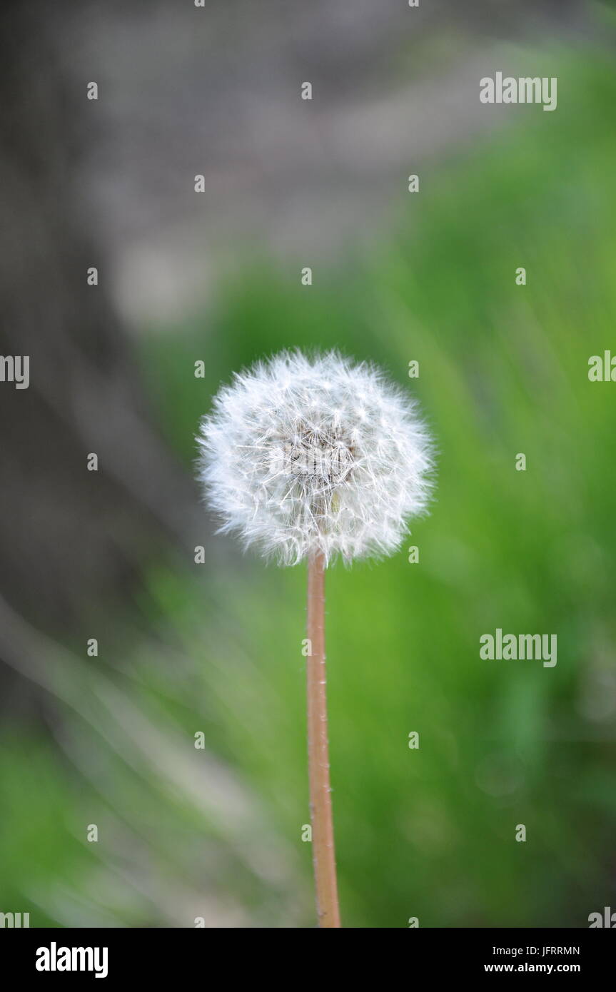 Single dandelion plant hi-res stock photography and images - Alamy
