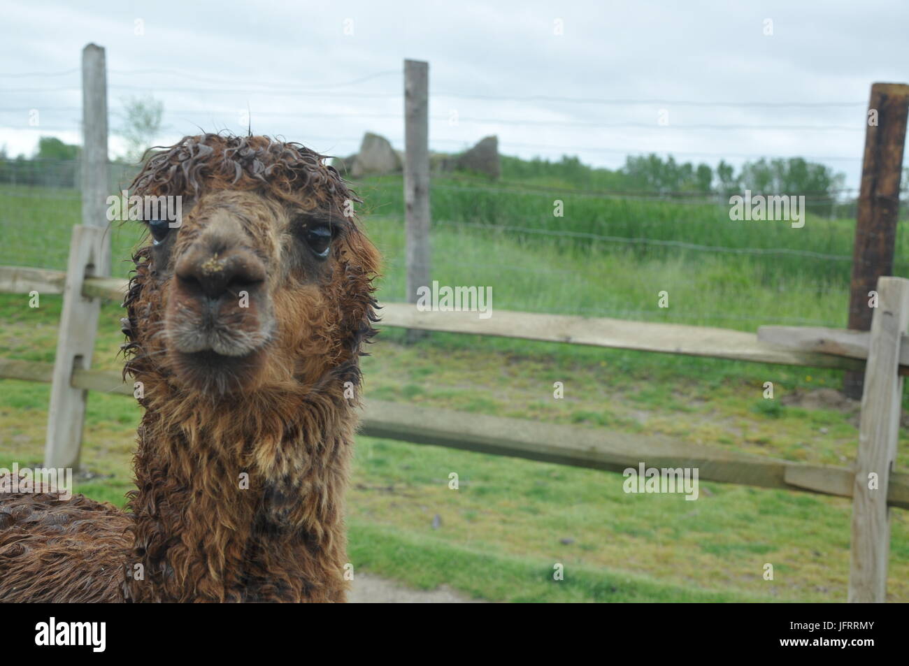Wet lama hi-res stock photography and images - Alamy