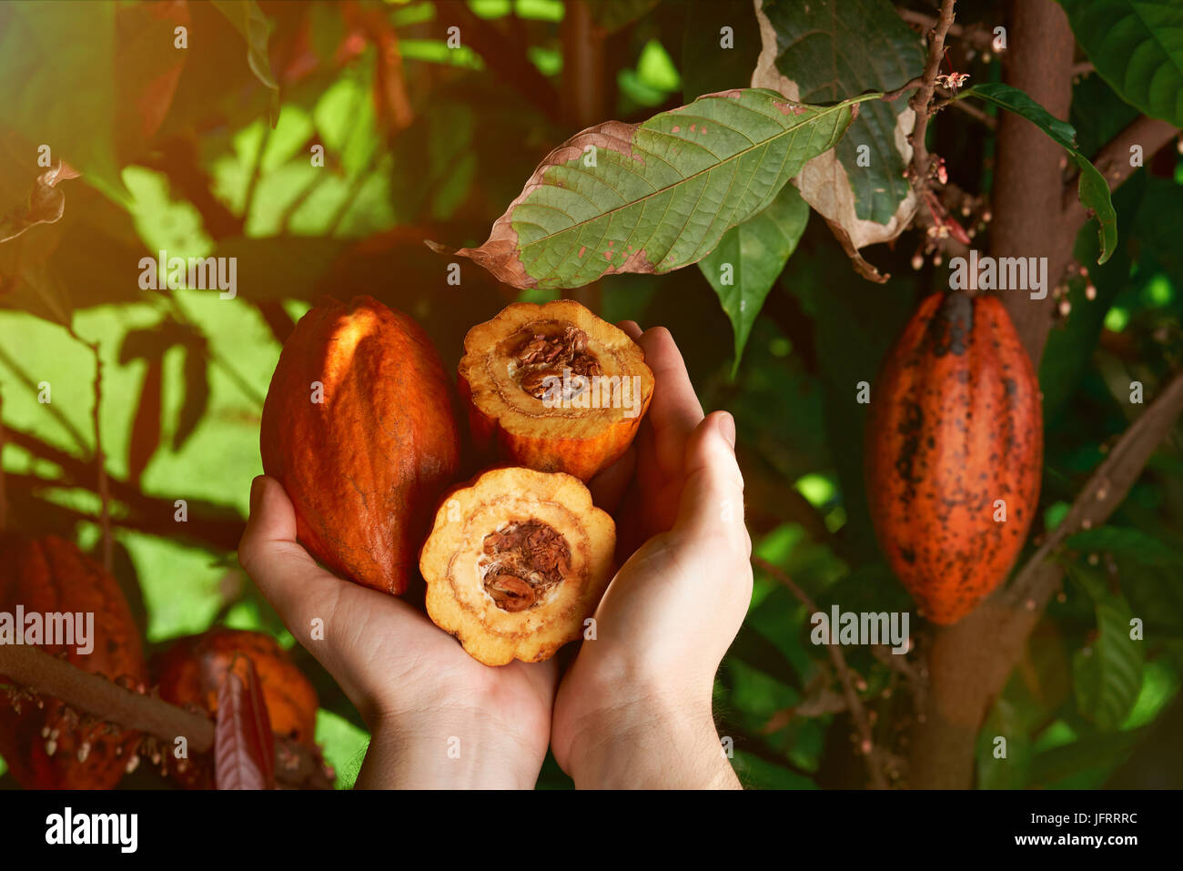 Cacao crops in hands close-up. Fresh cocoa beans on suuny light ...