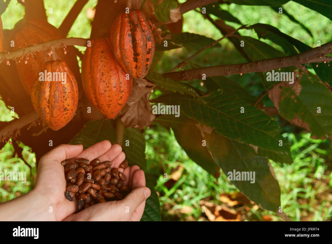 Farmer show cacao seeds in hand. Cocoaa agriculture background Stock ...