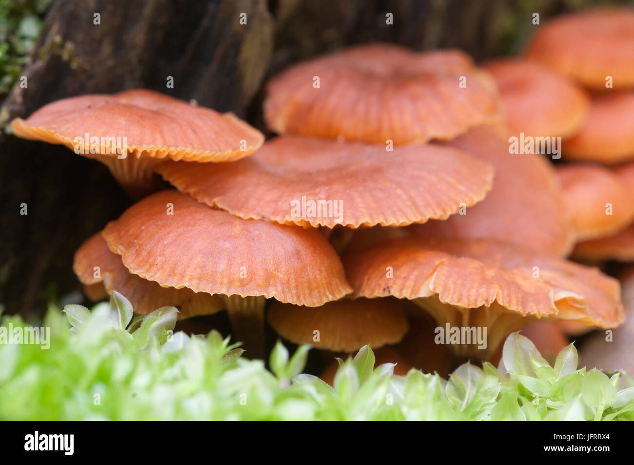 Flammulina velutipes mushrooms on an old stump Stock Photo - Alamy
