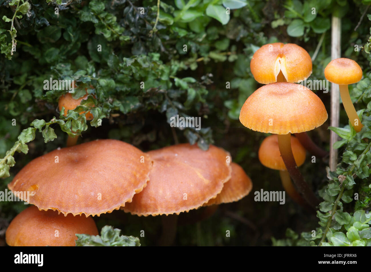 Flammulina velutipes mushrooms on an old stump Stock Photo - Alamy