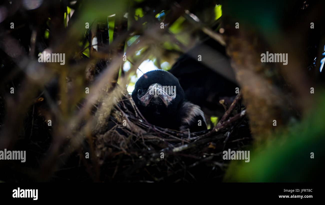 Magpie nest hi-res stock photography and images - Alamy