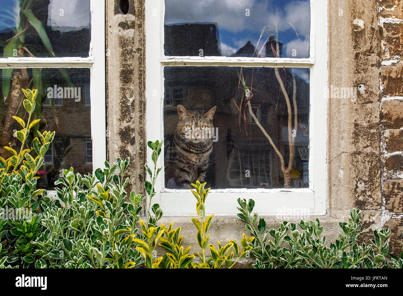 Cat in a Window Stock Photo - Alamy