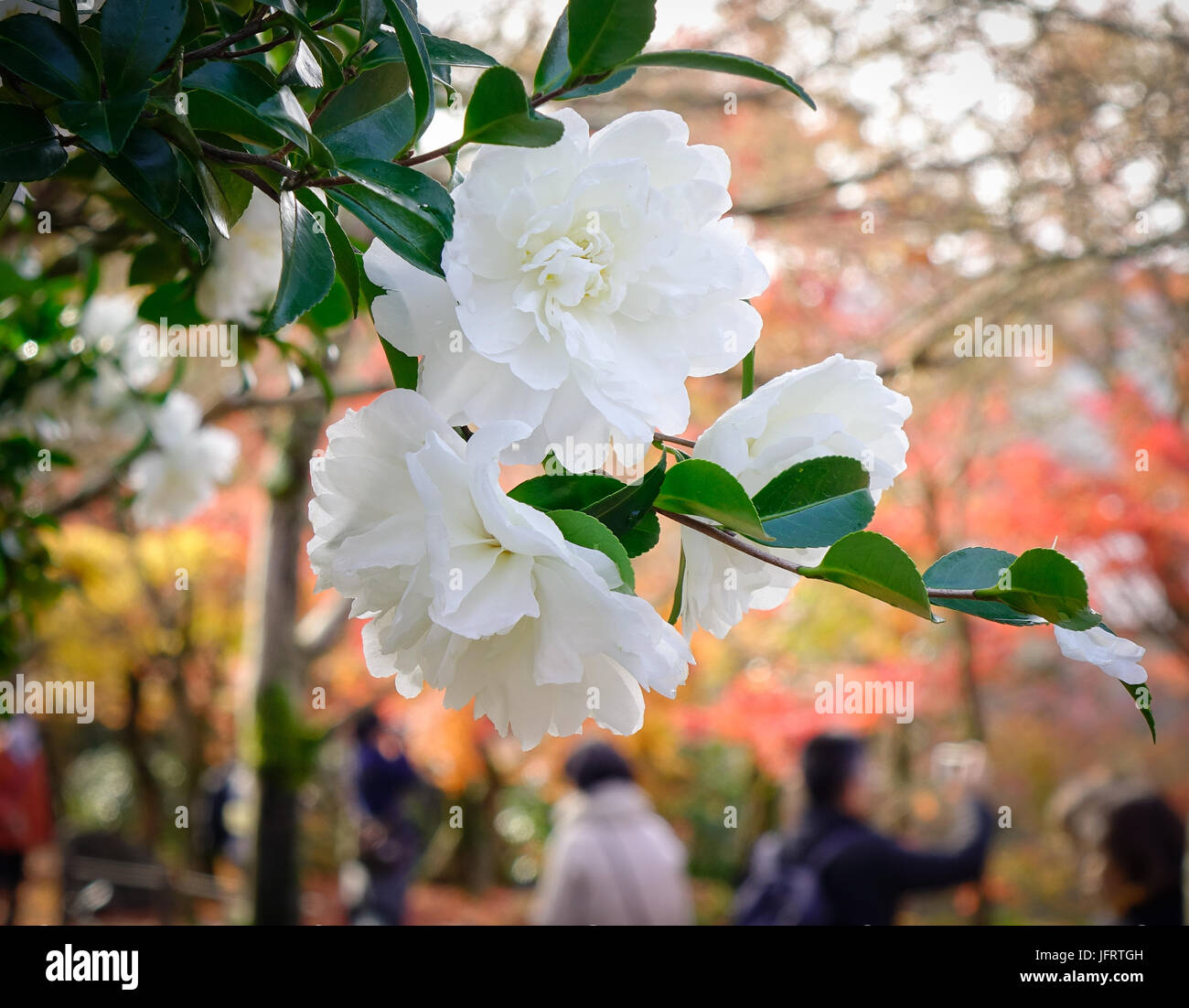 View beautiful japanese camellia hi-res stock photography and images ...
