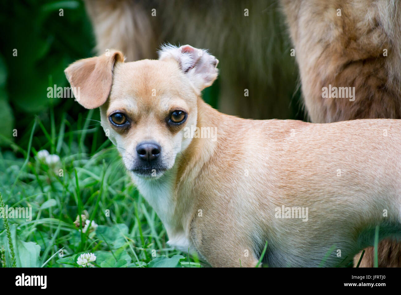 Small dog in the grass looking at the camera in Missouri, USA Stock ...