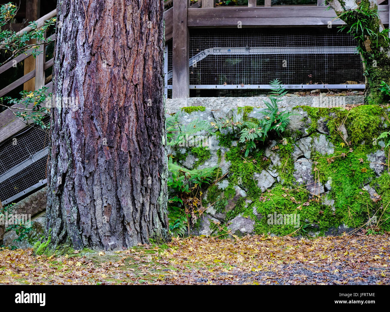 Huge tree at Eikando Shrine in Kyoto, Japan. Eikando, formally known as ...