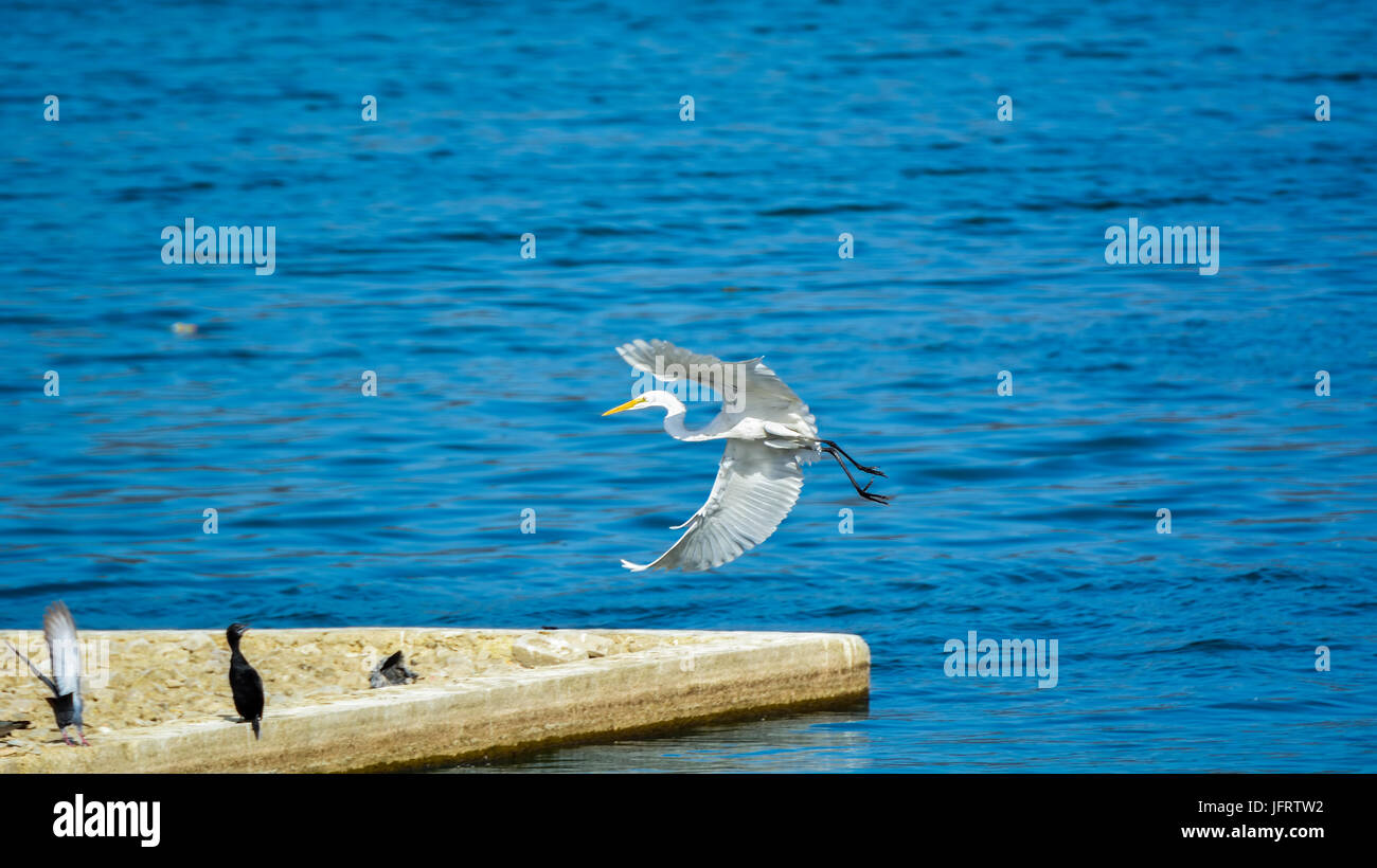 Flying bird over water with reflection hi-res stock photography and ...