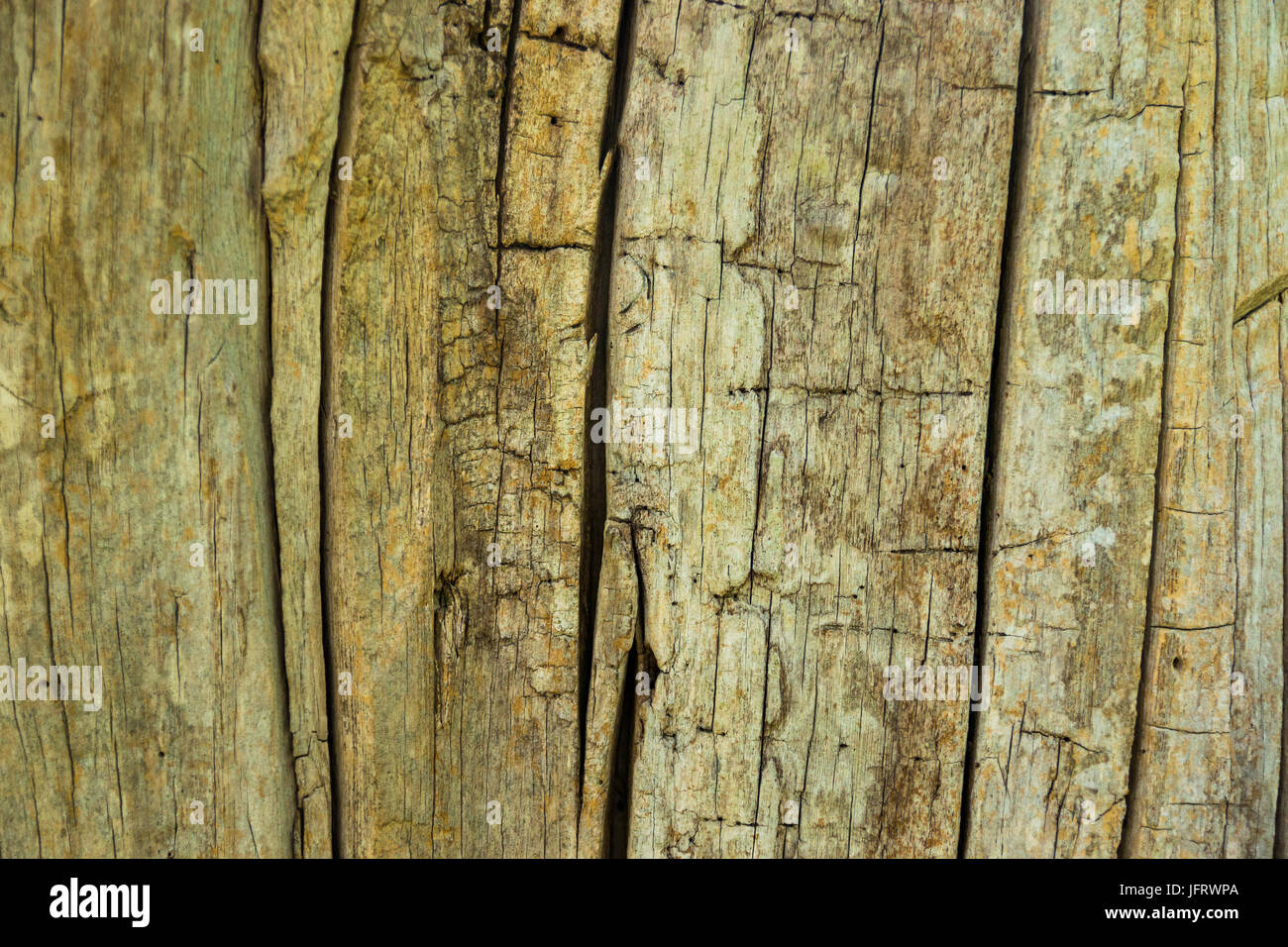 Old walnut tree trunk detail texture as natural background Stock Photo ...