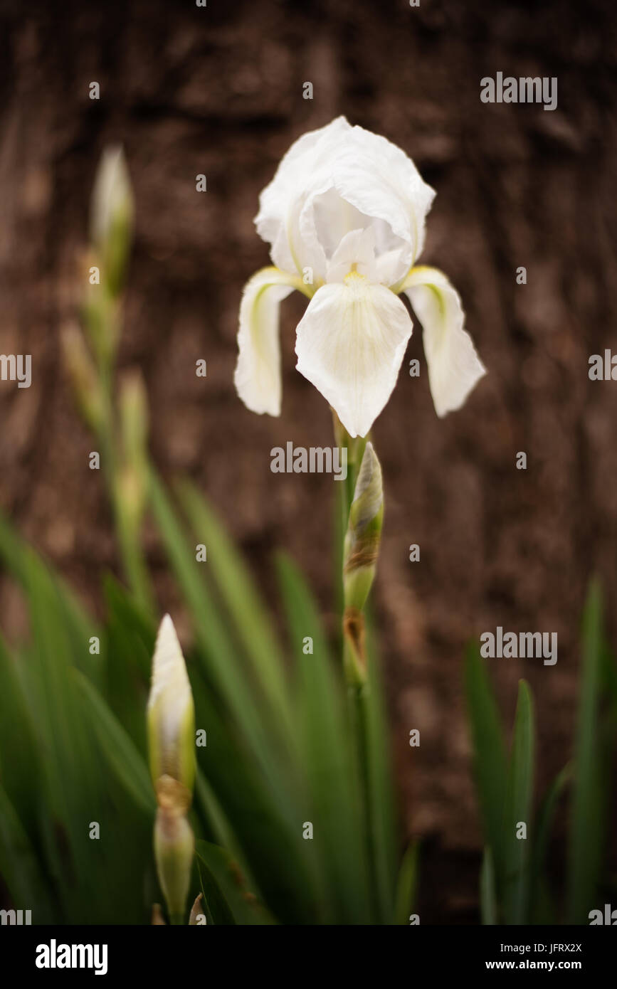 White iris flower. Spring flower in the garden. Alone iris Stock Photo ...