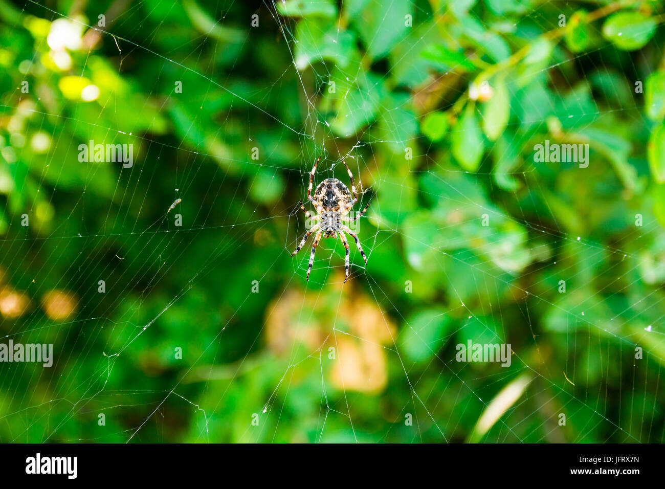 Spider web in bush hi-res stock photography and images - Alamy
