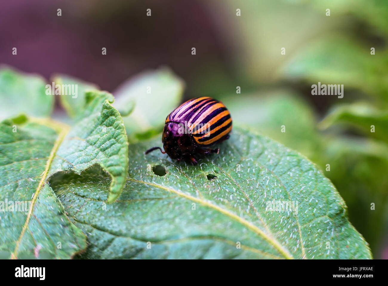 Potato bug hi-res stock photography and images - Alamy