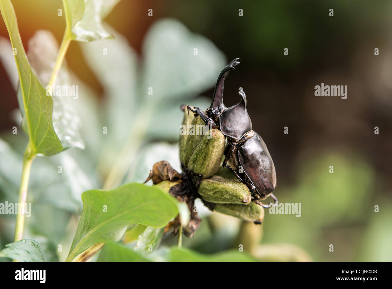 South korean insect hi-res stock photography and images - Alamy