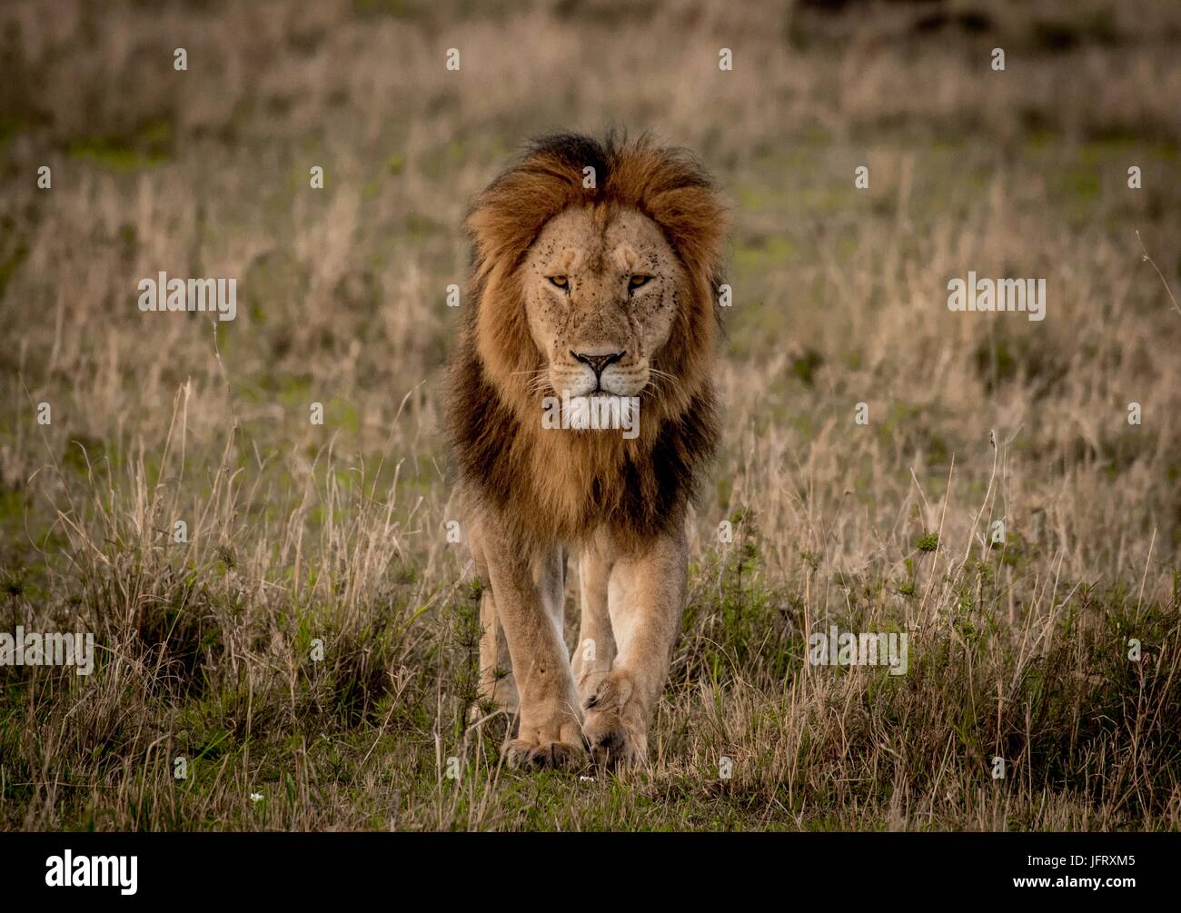 Lion chasing prey hi-res stock photography and images - Alamy