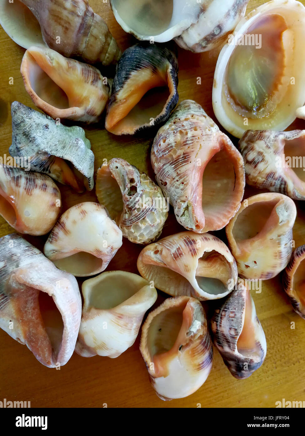 Common sand star hi-res stock photography and images - Alamy