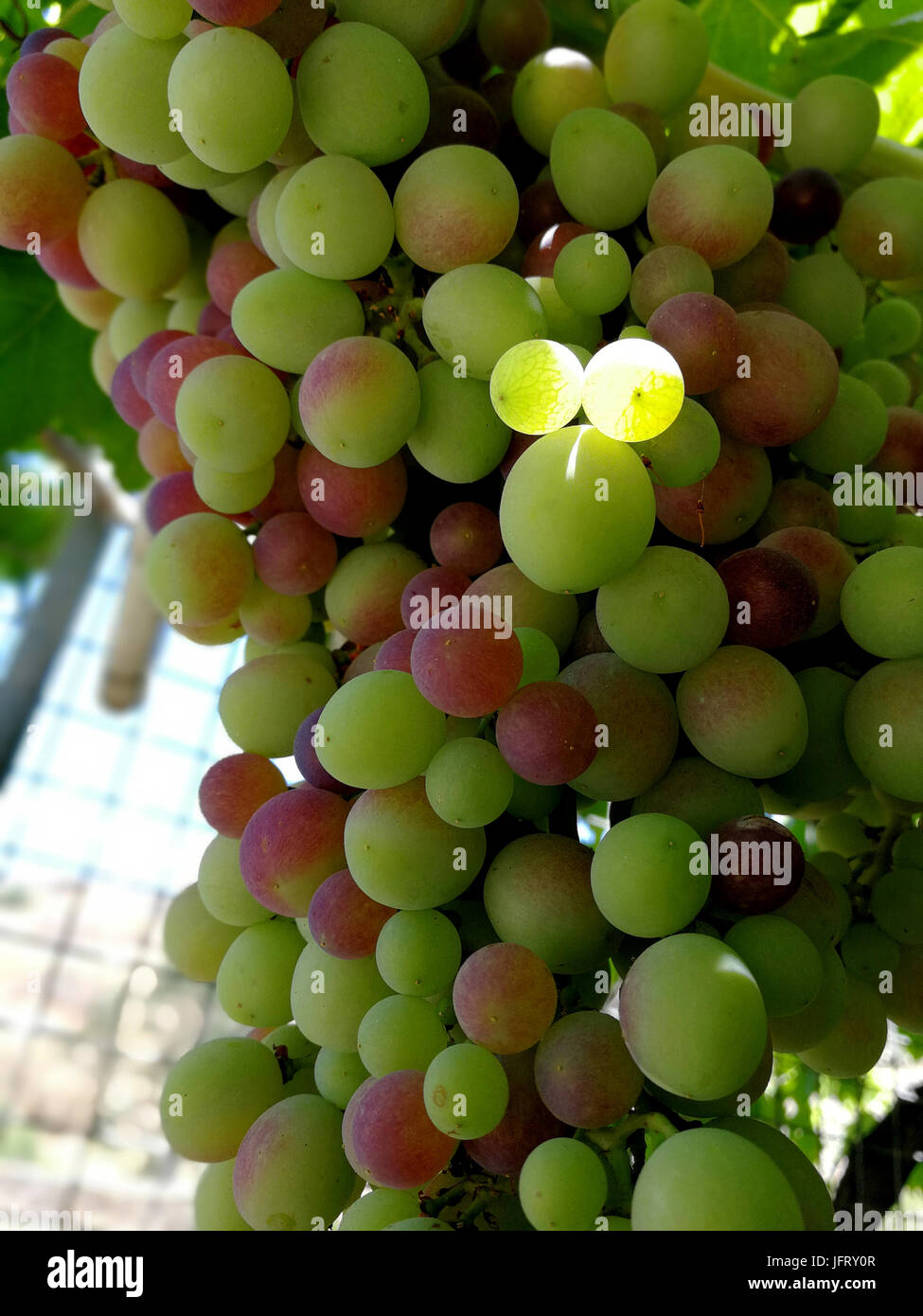 Clusters of grapes ripening Stock Photo - Alamy