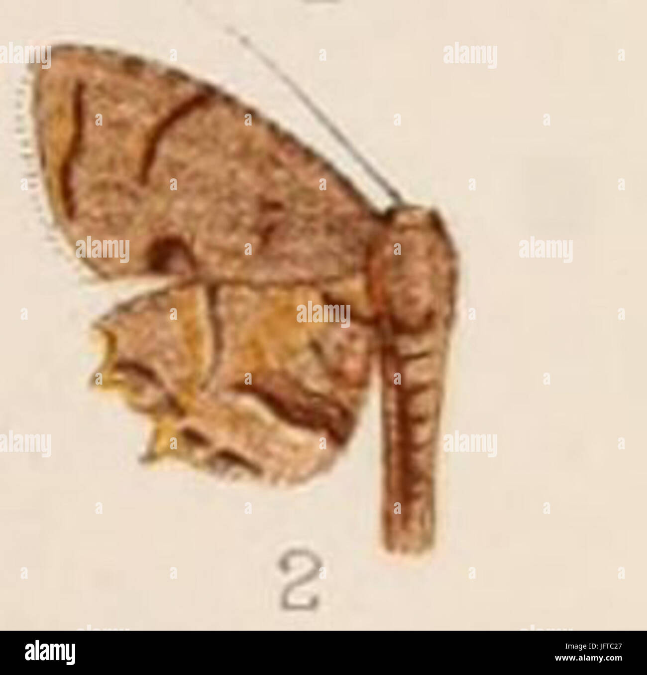 Epiplema hi-res stock photography and images - Alamy