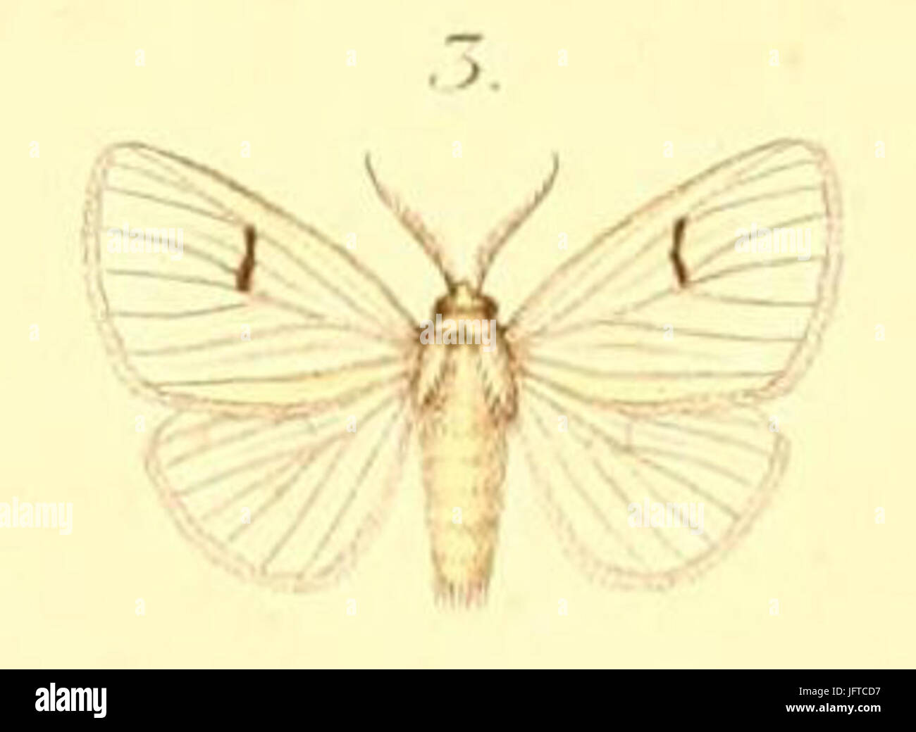 Leucoma hi-res stock photography and images - Alamy