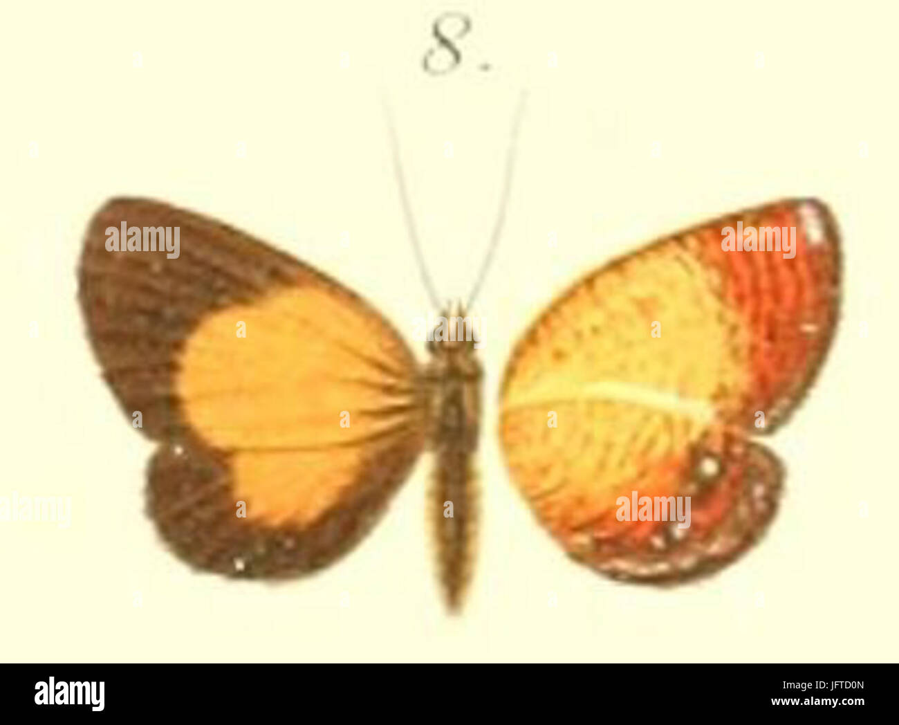 08-Cleis miokensis3DCallidula miokensis 28Pagenstecher 188429 Stock ...