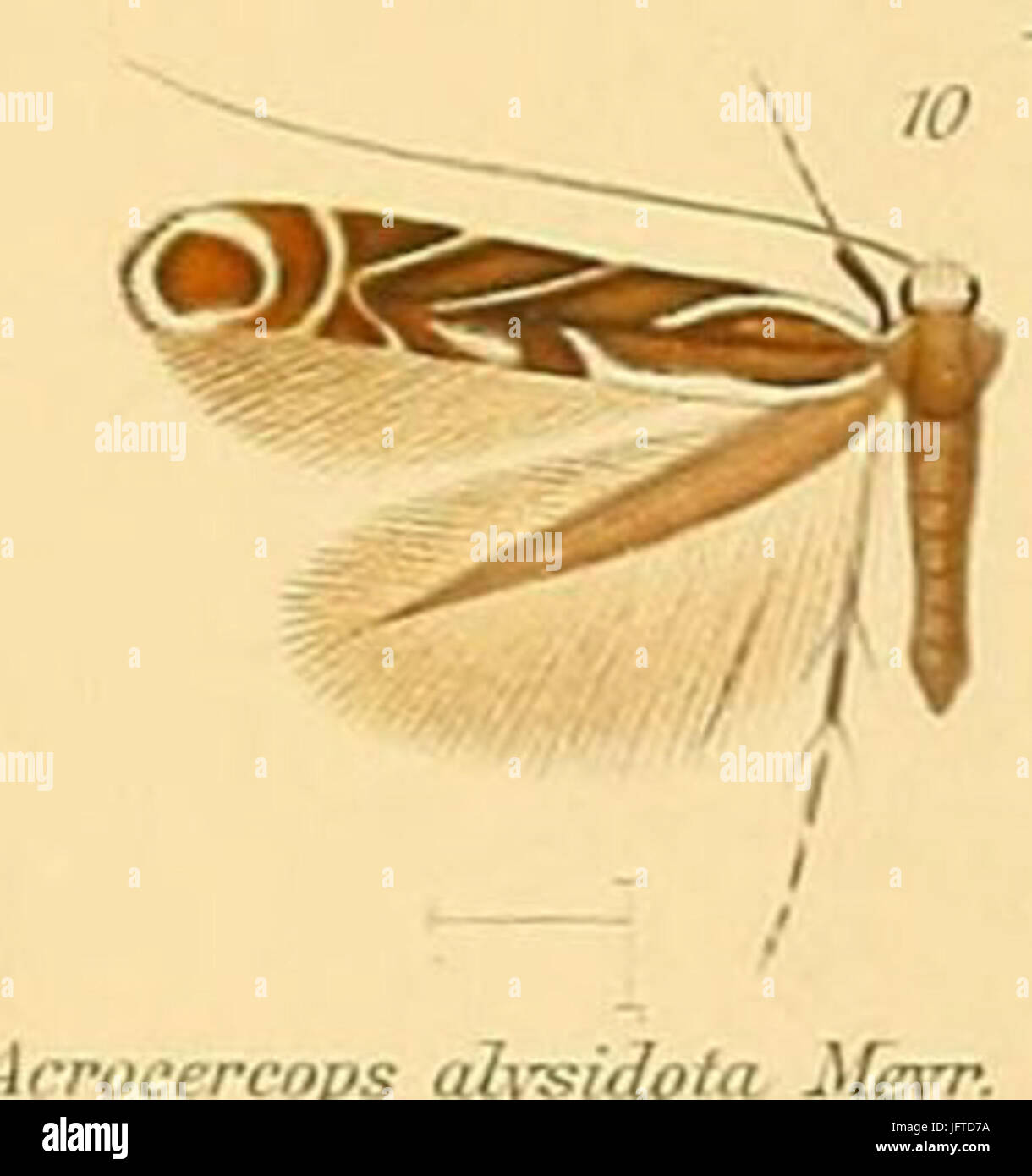 10-Acrocercops alysidota 28Meyrick 188029 Stock Photo - Alamy
