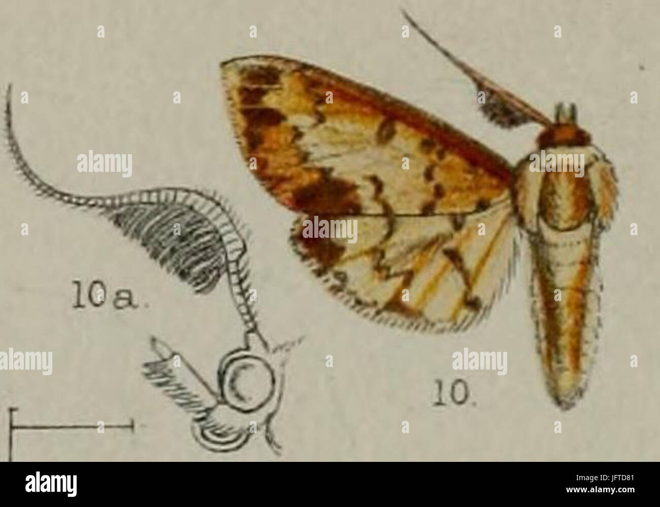 Plumifera hi-res stock photography and images - Alamy