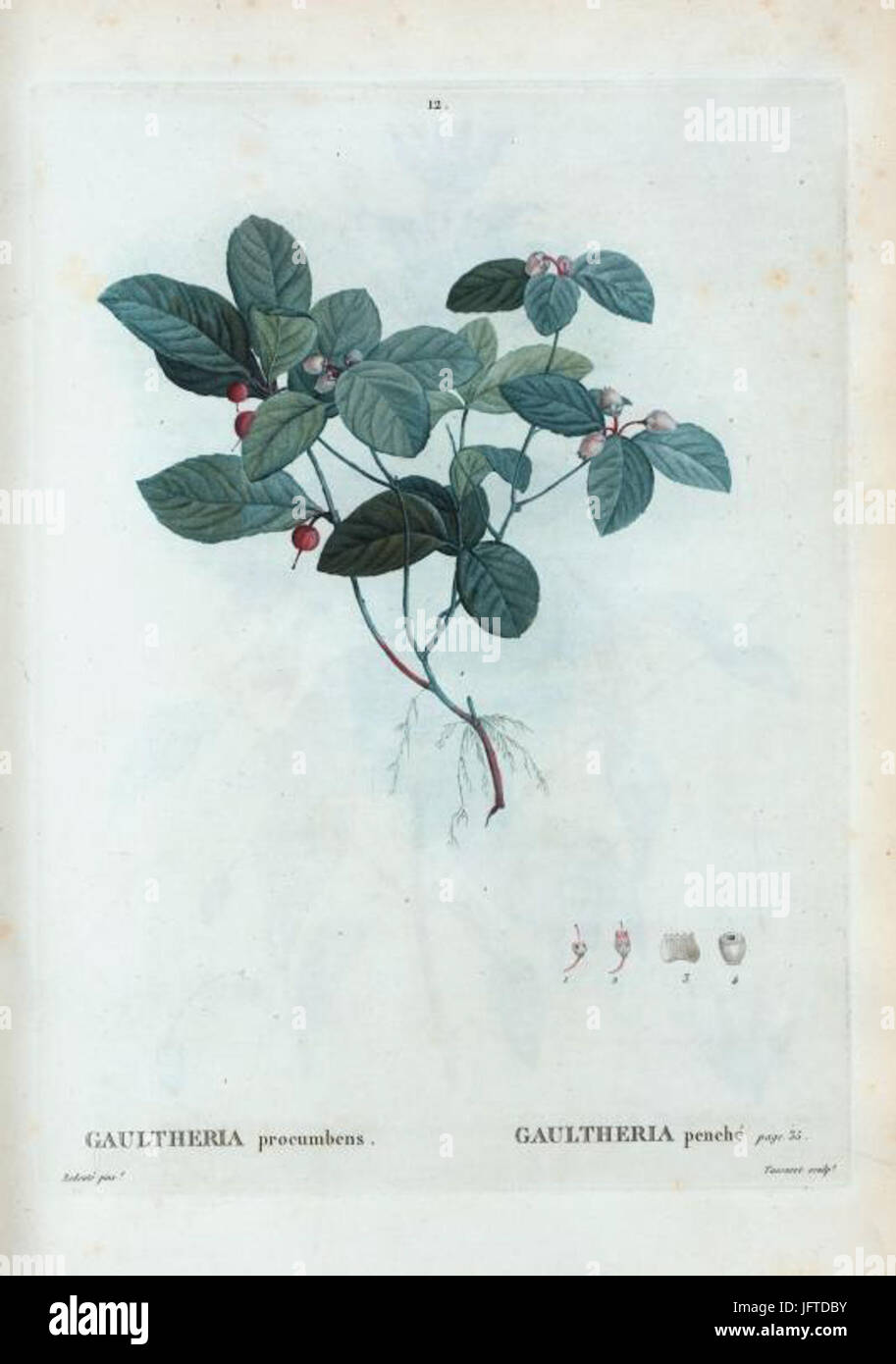 12 Gaultheria procumbens par Pierre-Joseph Redouté Stock Photo - Alamy