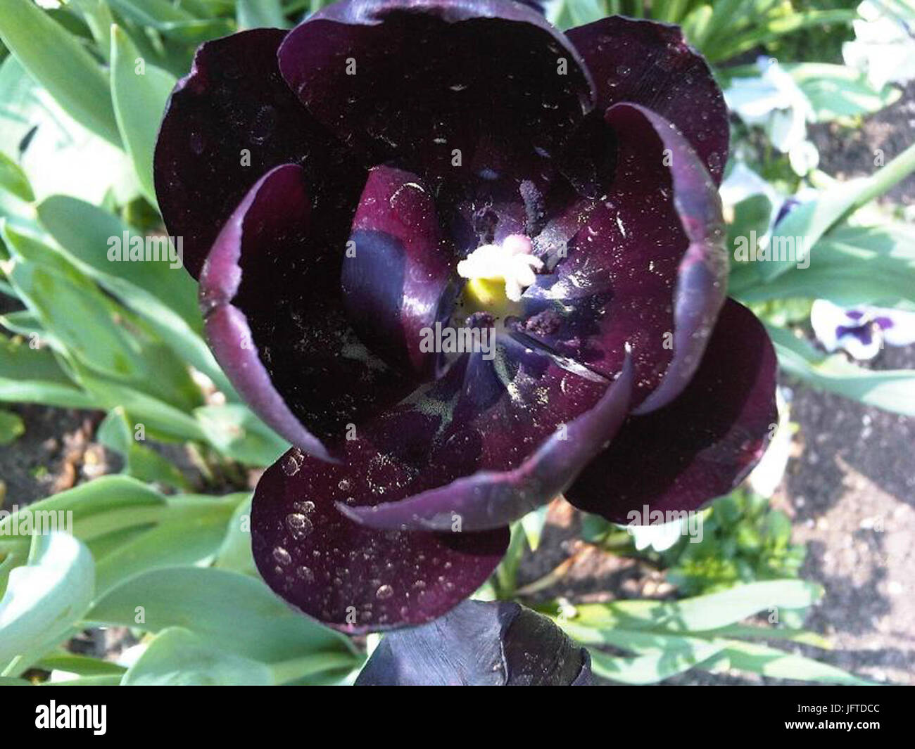 Elegant tulip varieties hi-res stock photography and images - Alamy