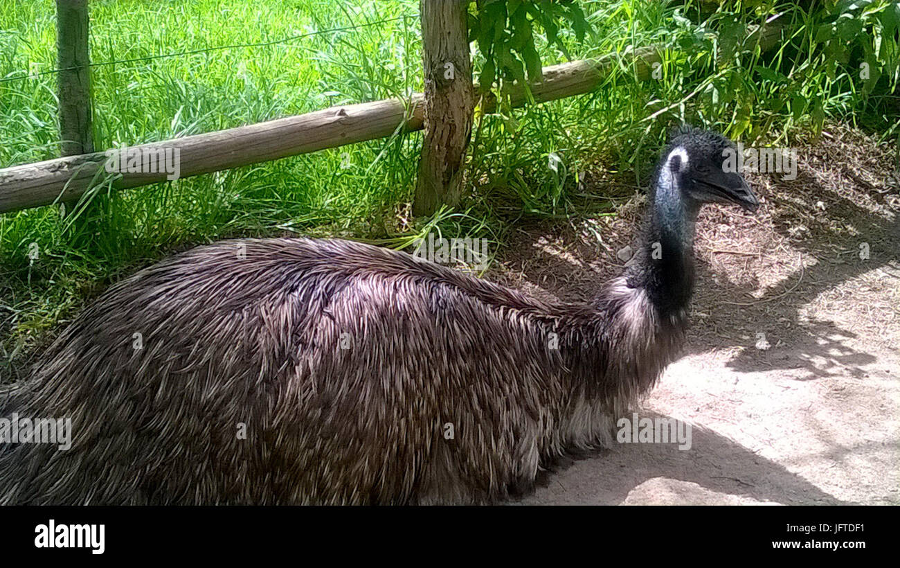 Dromaius 1 Stock Photo - Alamy