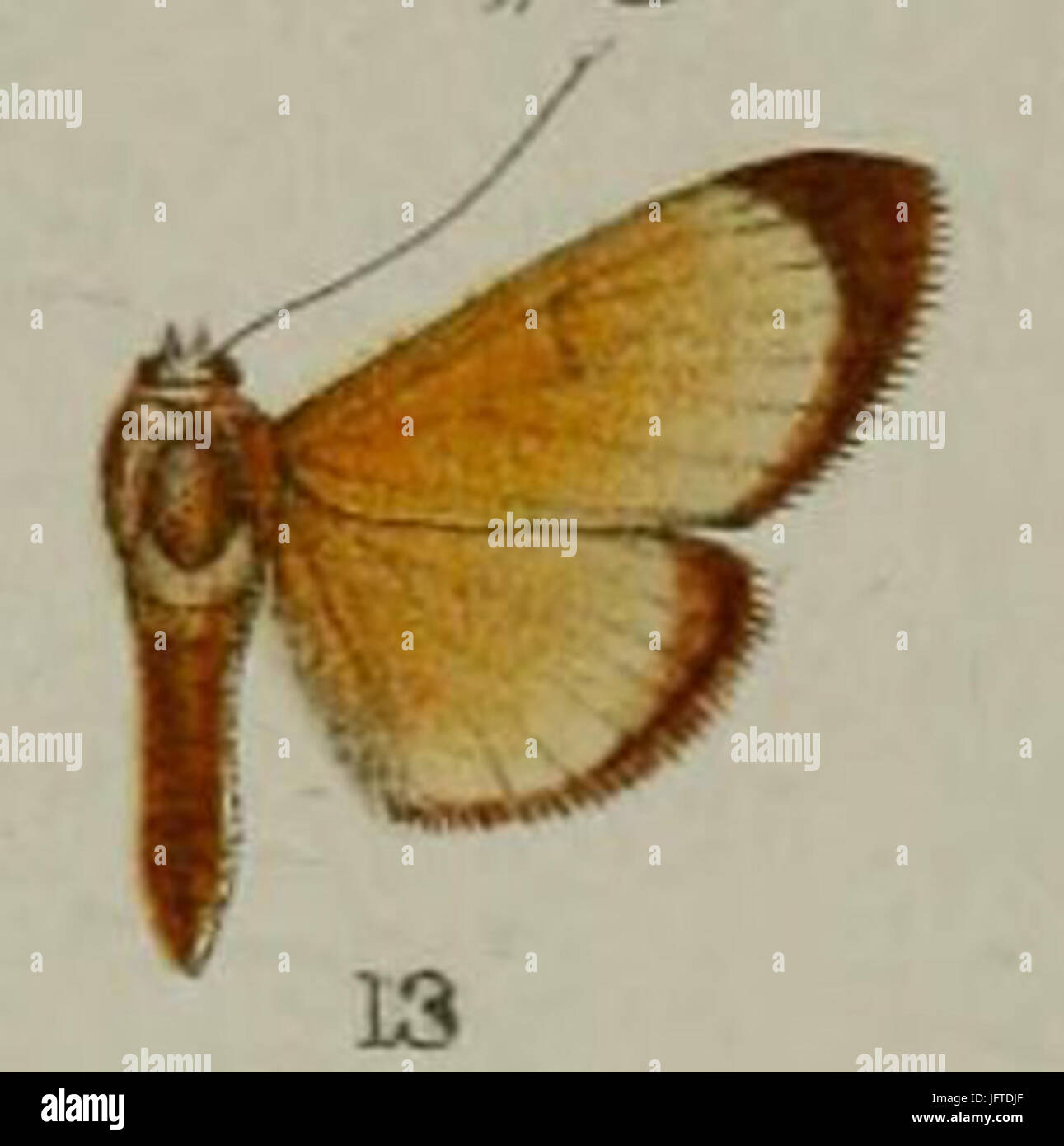 13-Sylepta solilucis3DSyllepte solilucis Hampson 1898 Stock Photo - Alamy