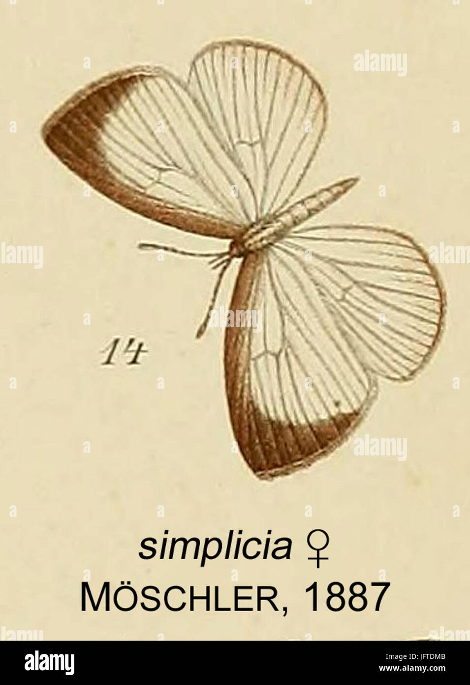 Simplicia hi-res stock photography and images - Alamy