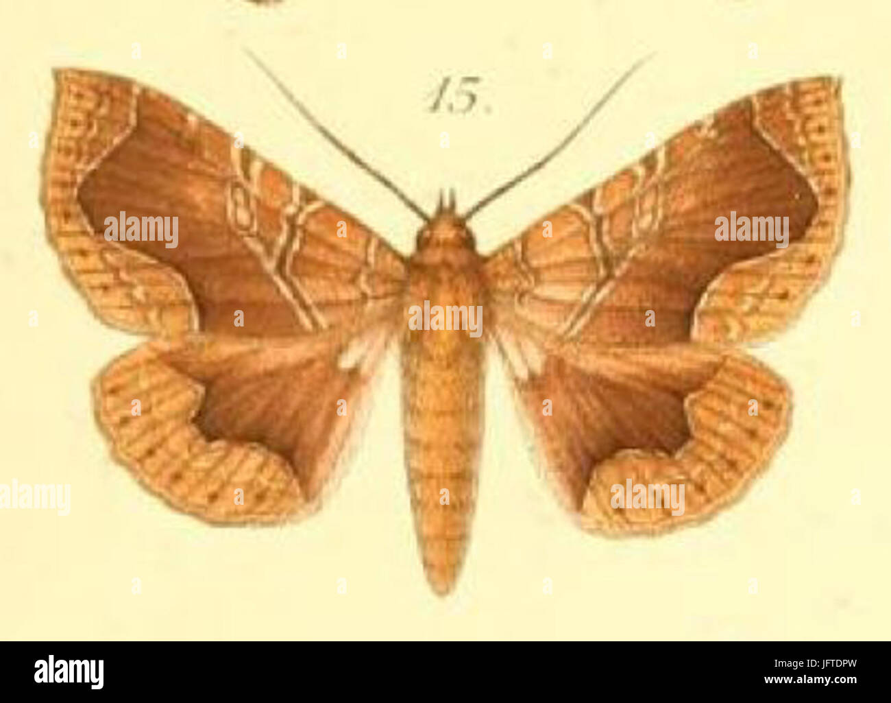 Opulenta High Resolution Stock Photography and Images - Alamy