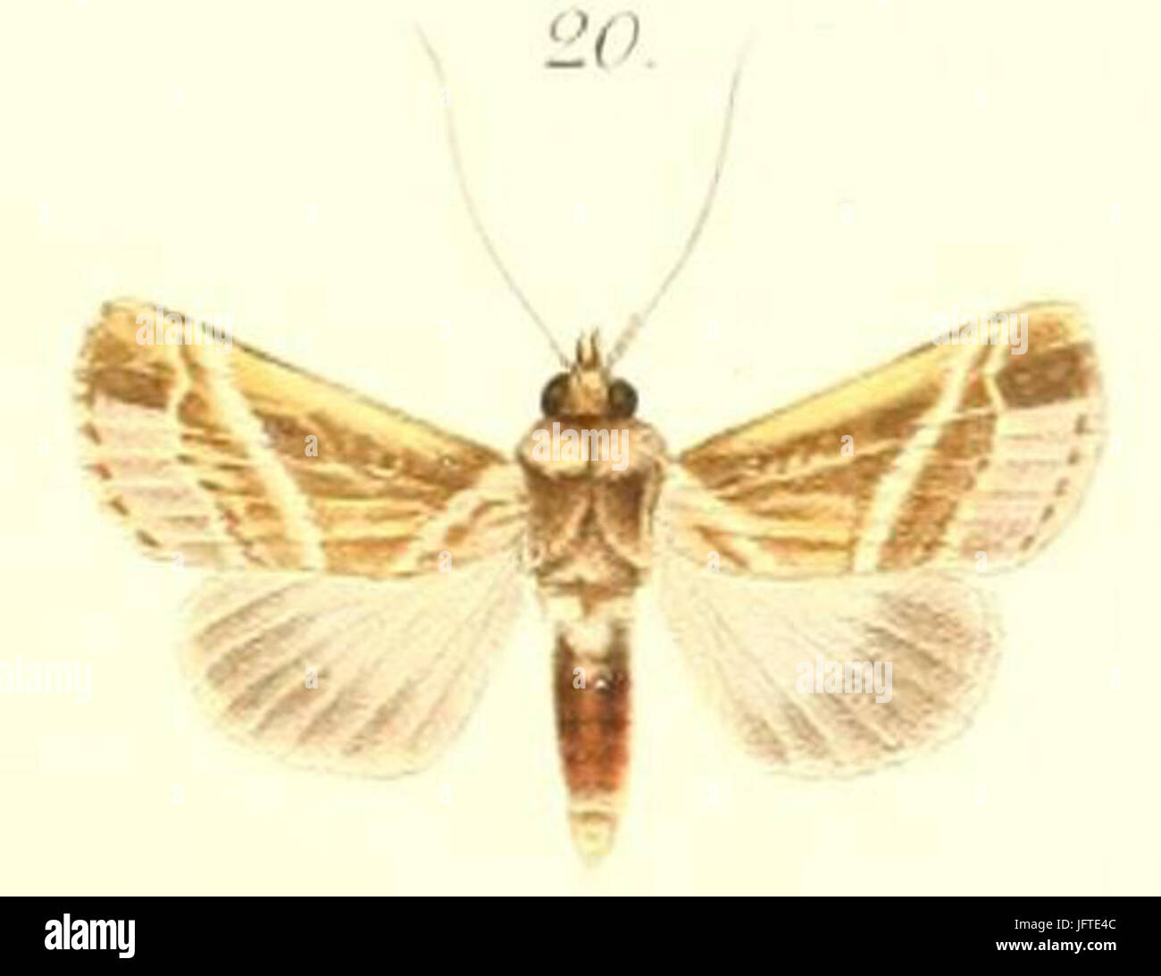 Heliothis hi-res stock photography and images - Alamy