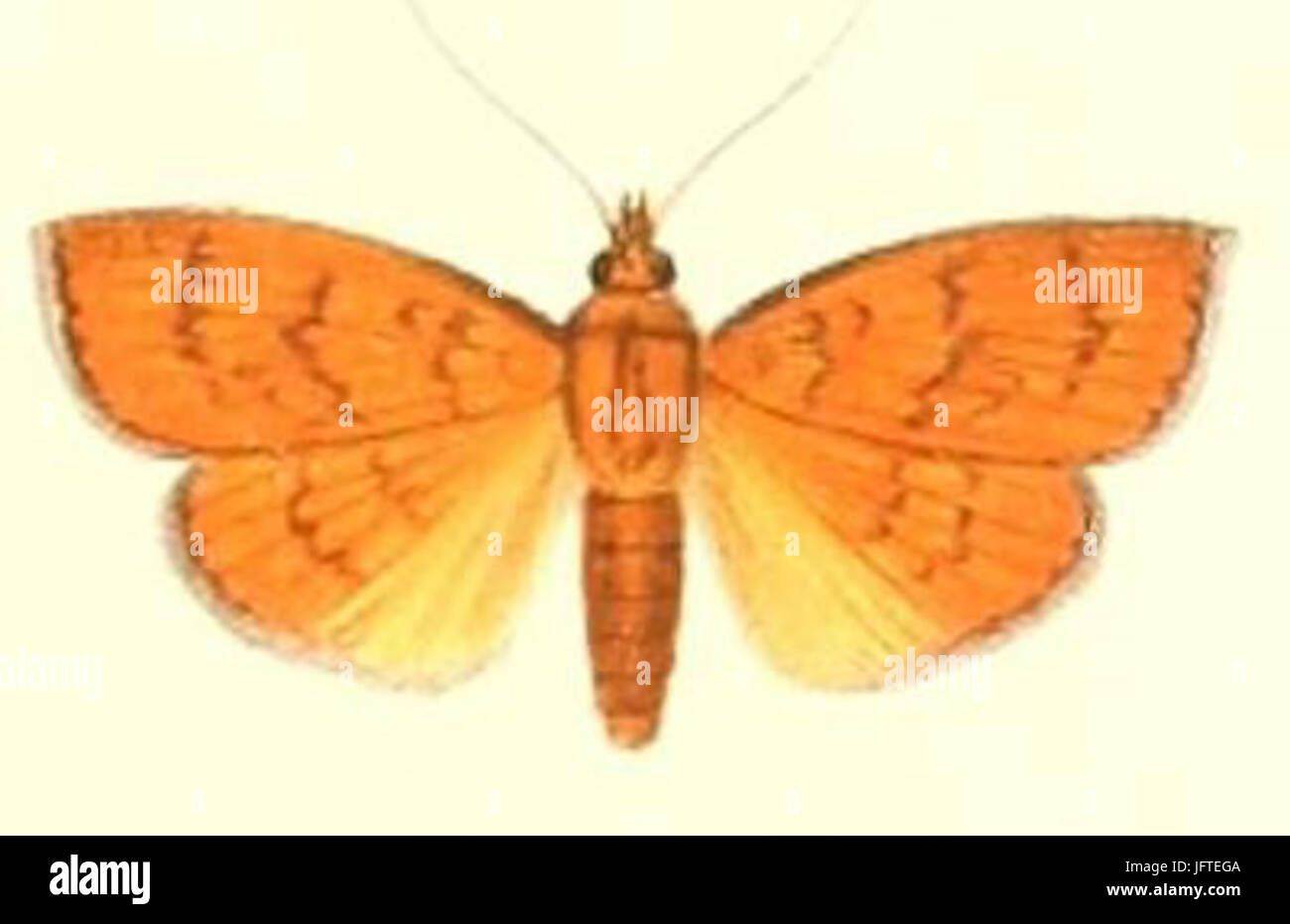 28-Isocentris subauroralis3DPaliga ignealis 28Walker 186629 Stock Photo ...