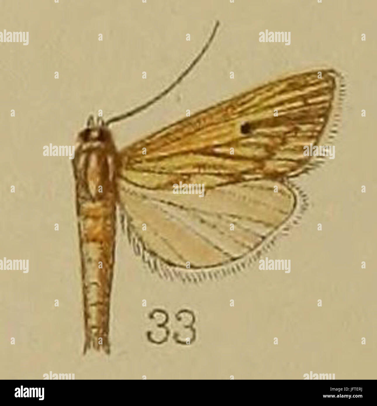 Chilo hi-res stock photography and images - Alamy