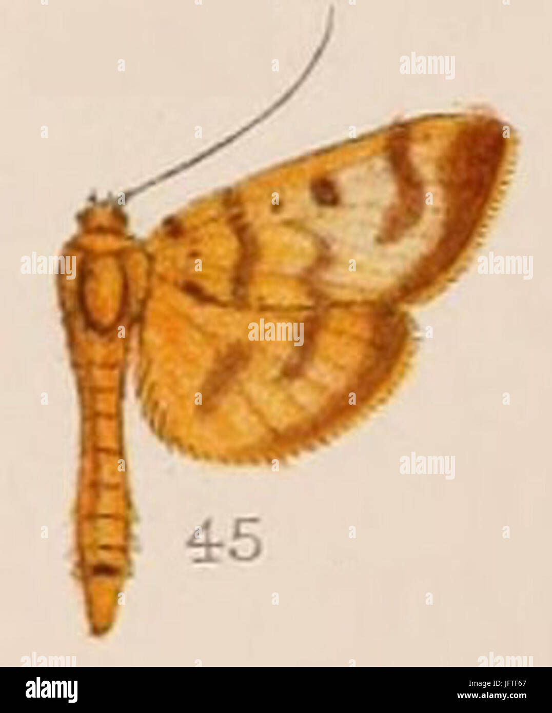 Moth chrysalis hi-res stock photography and images - Alamy