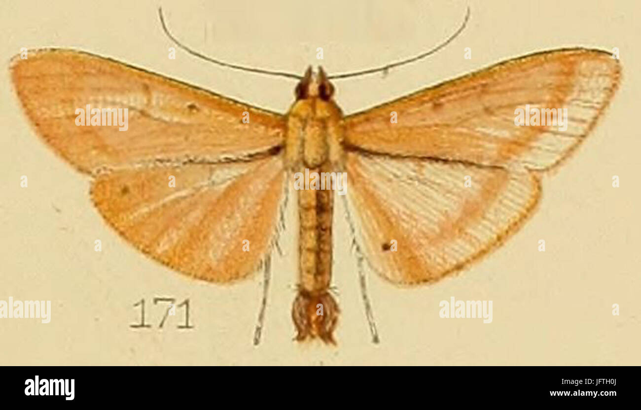 171-Palpita pudicalis 28Kenrick 190729 Stock Photo - Alamy
