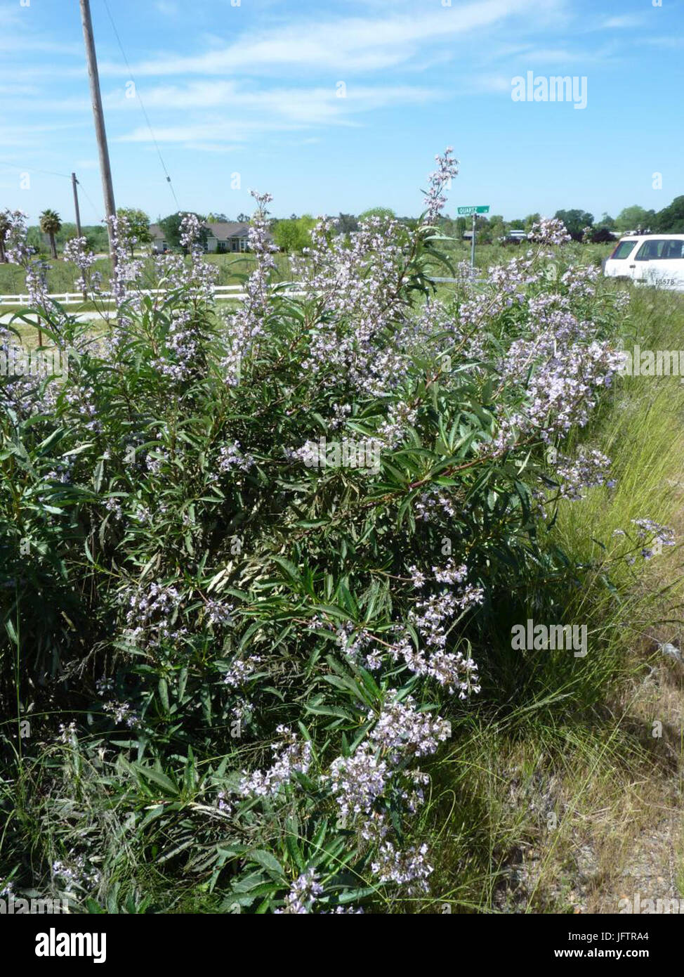 Yerba santa hi-res stock photography and images - Alamy