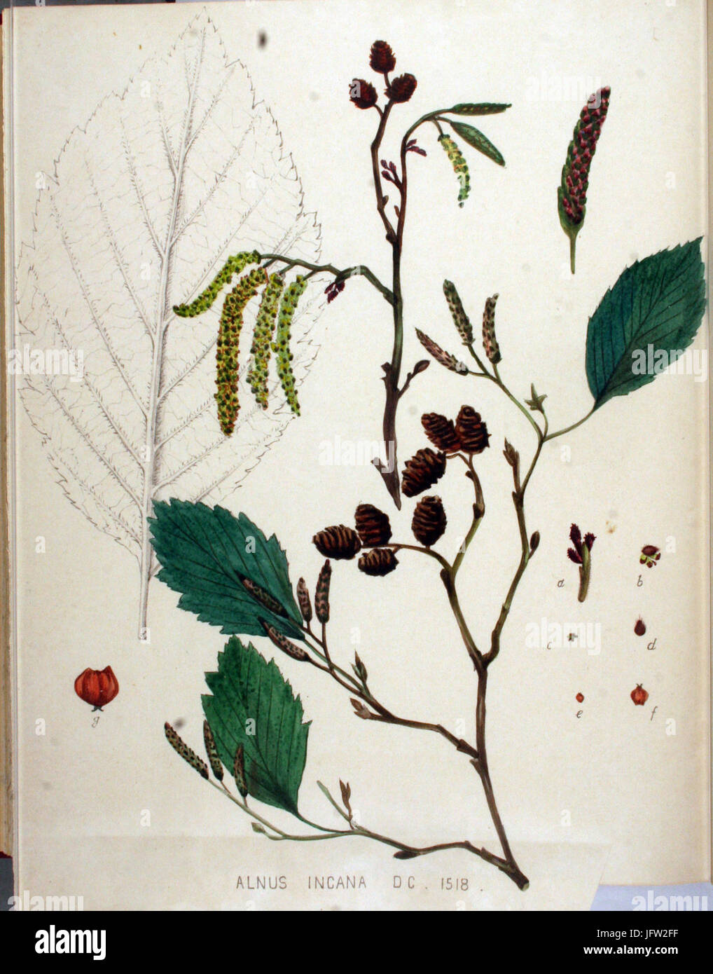 Alnus incana Flora Batava Volume v19 Stock Photo - Alamy