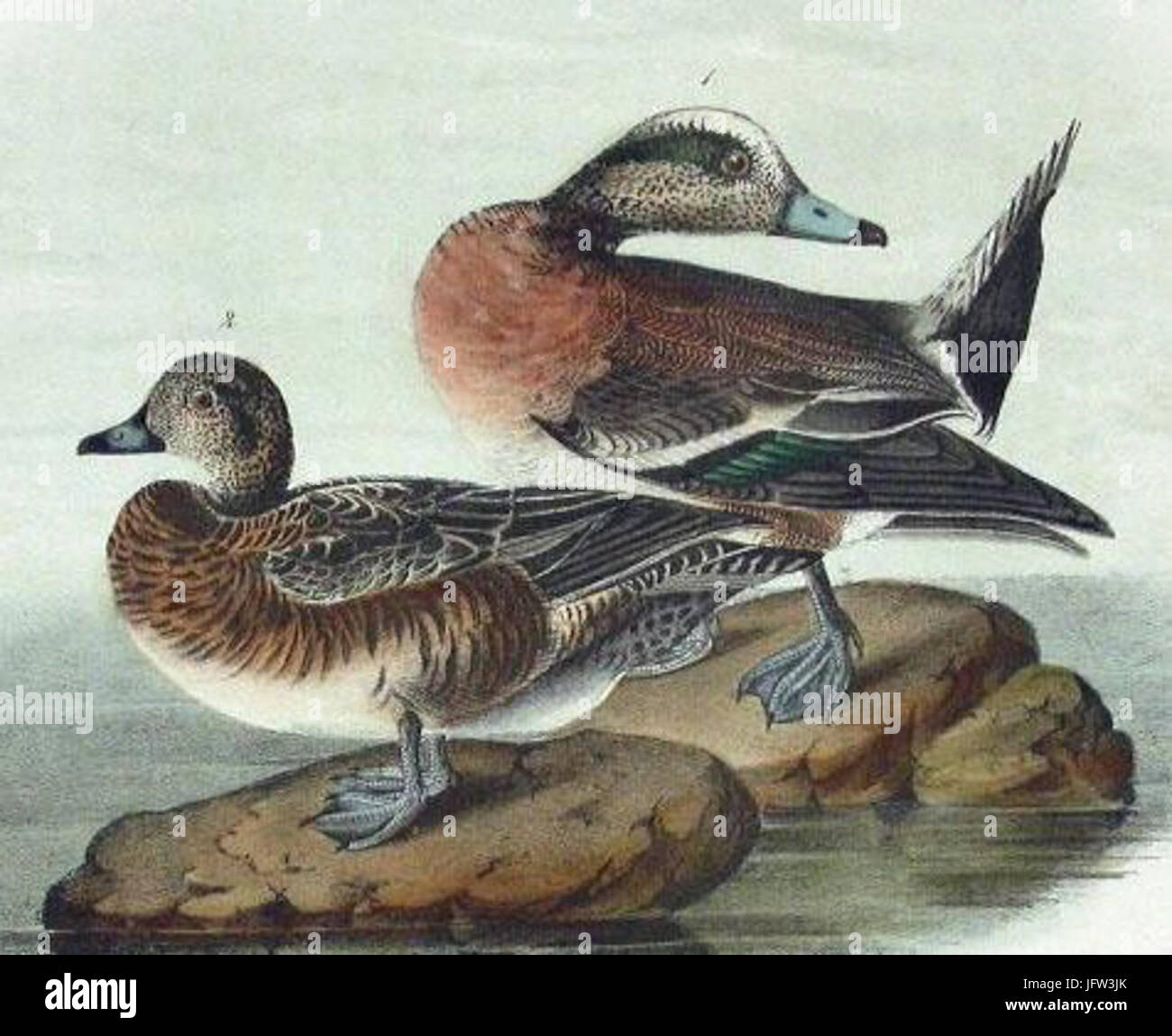 Anas americana 28Audubon29 Stock Photo - Alamy