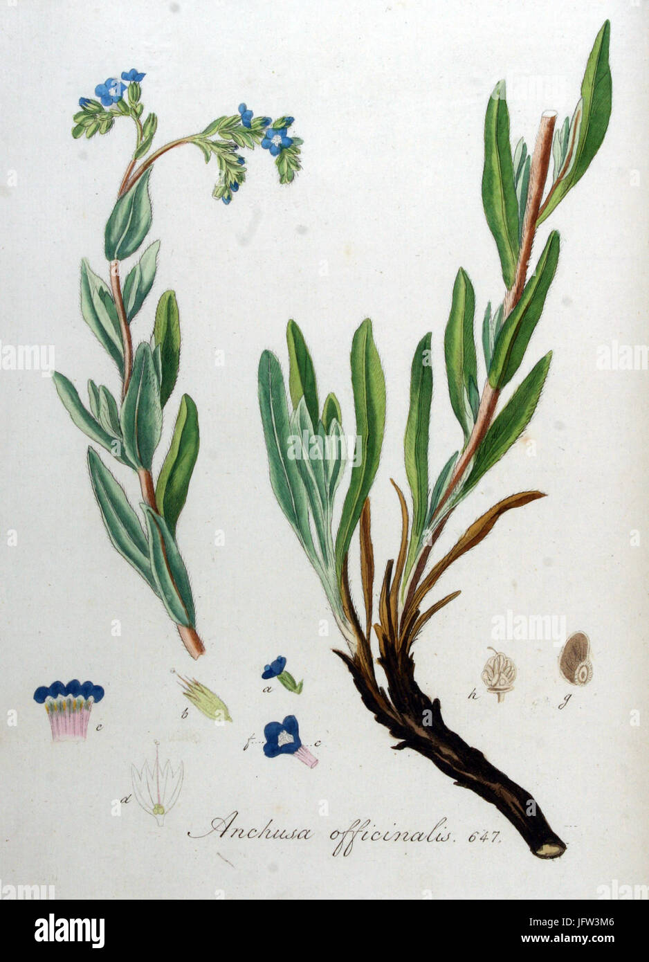 Anchusa officinalis Flora Batava Volume v9 Stock Photo - Alamy