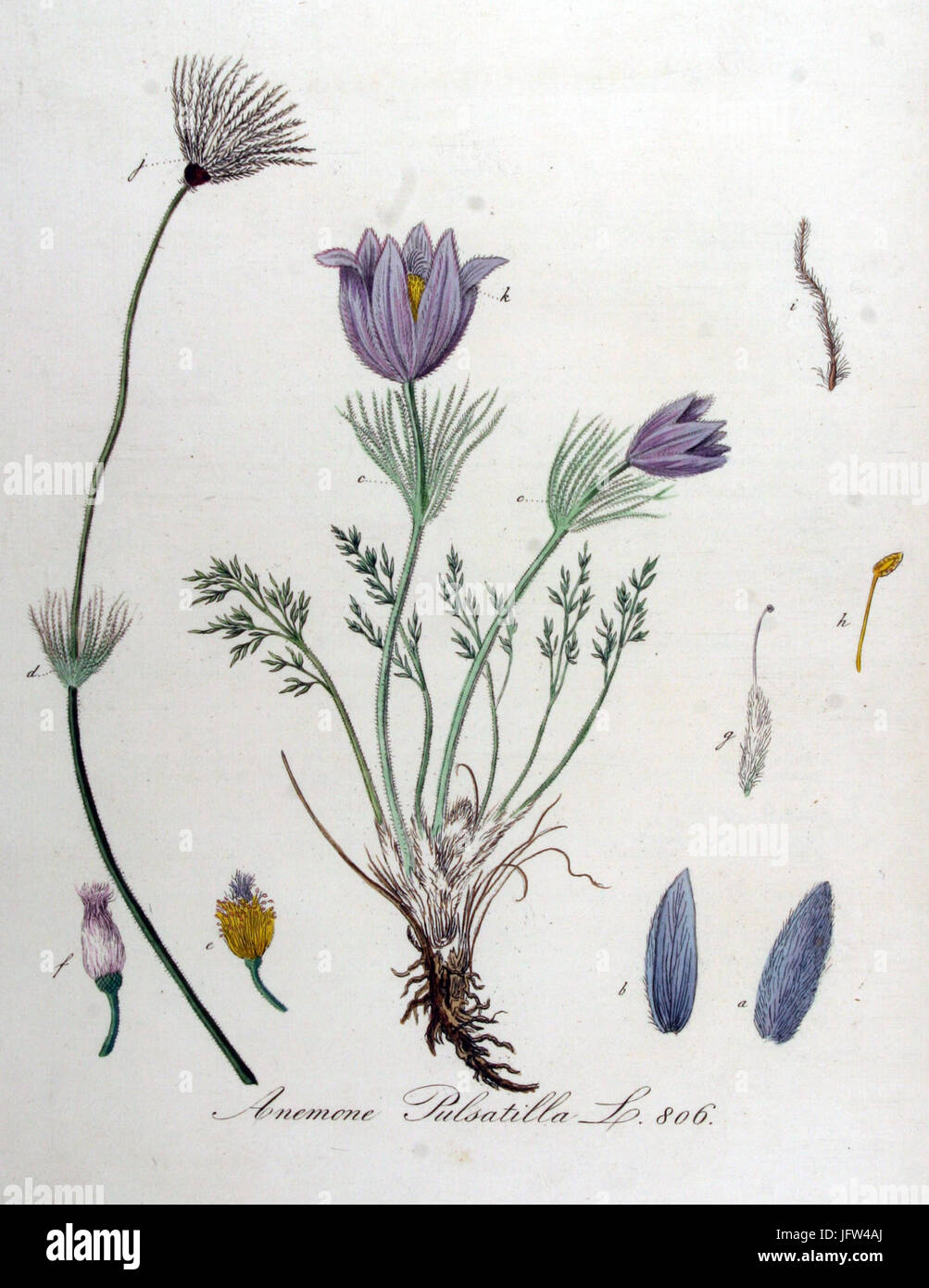 Pulsatilla drawing hi-res stock photography and images - Alamy