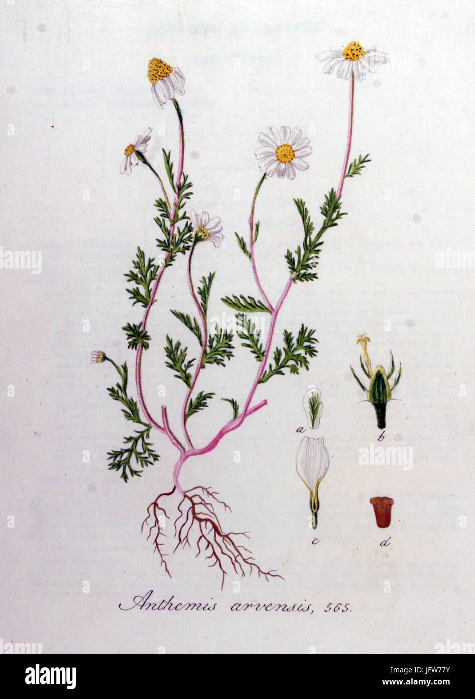 Anthemis arvensis Flora Batava Volume v8 Stock Photo - Alamy
