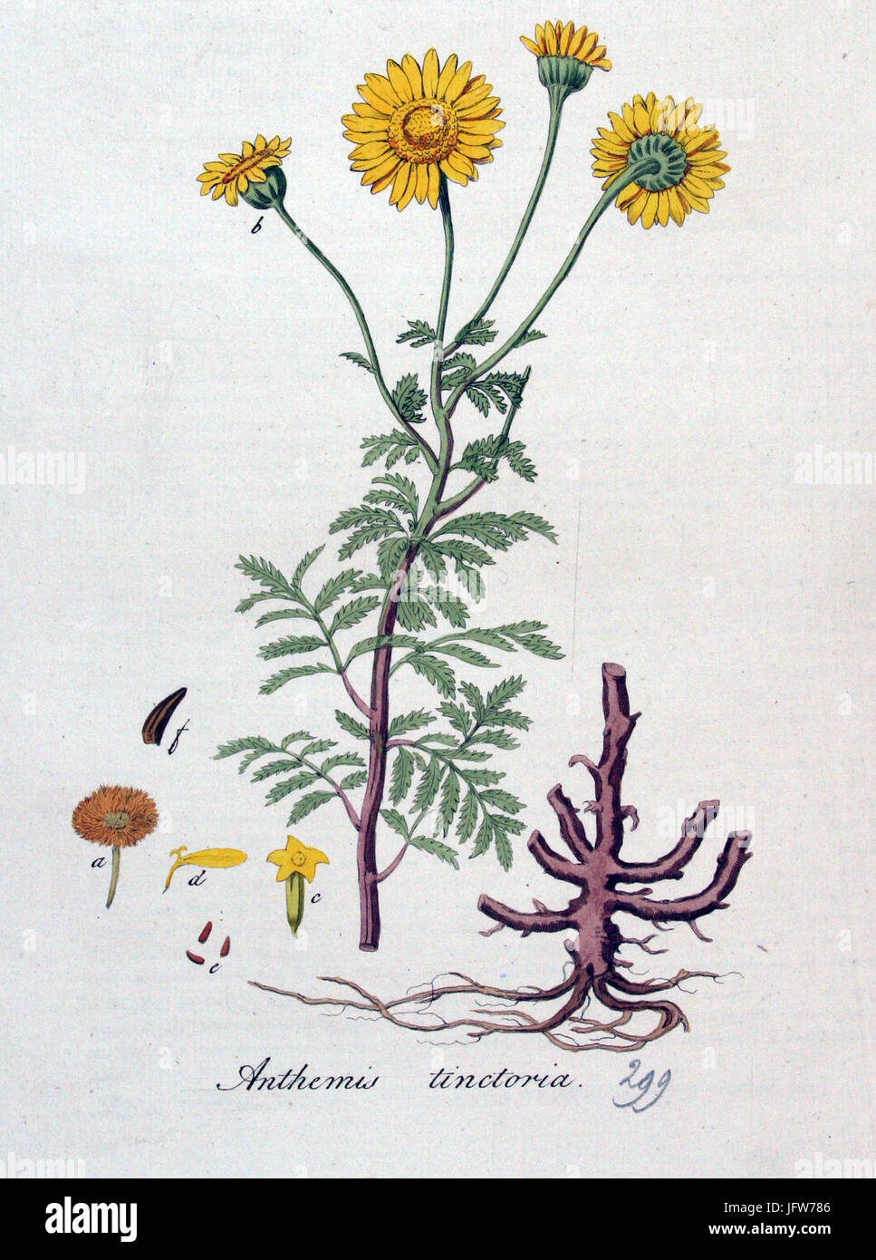 Anthemis tinctoria Flora Batava Volume v4 Stock Photo - Alamy