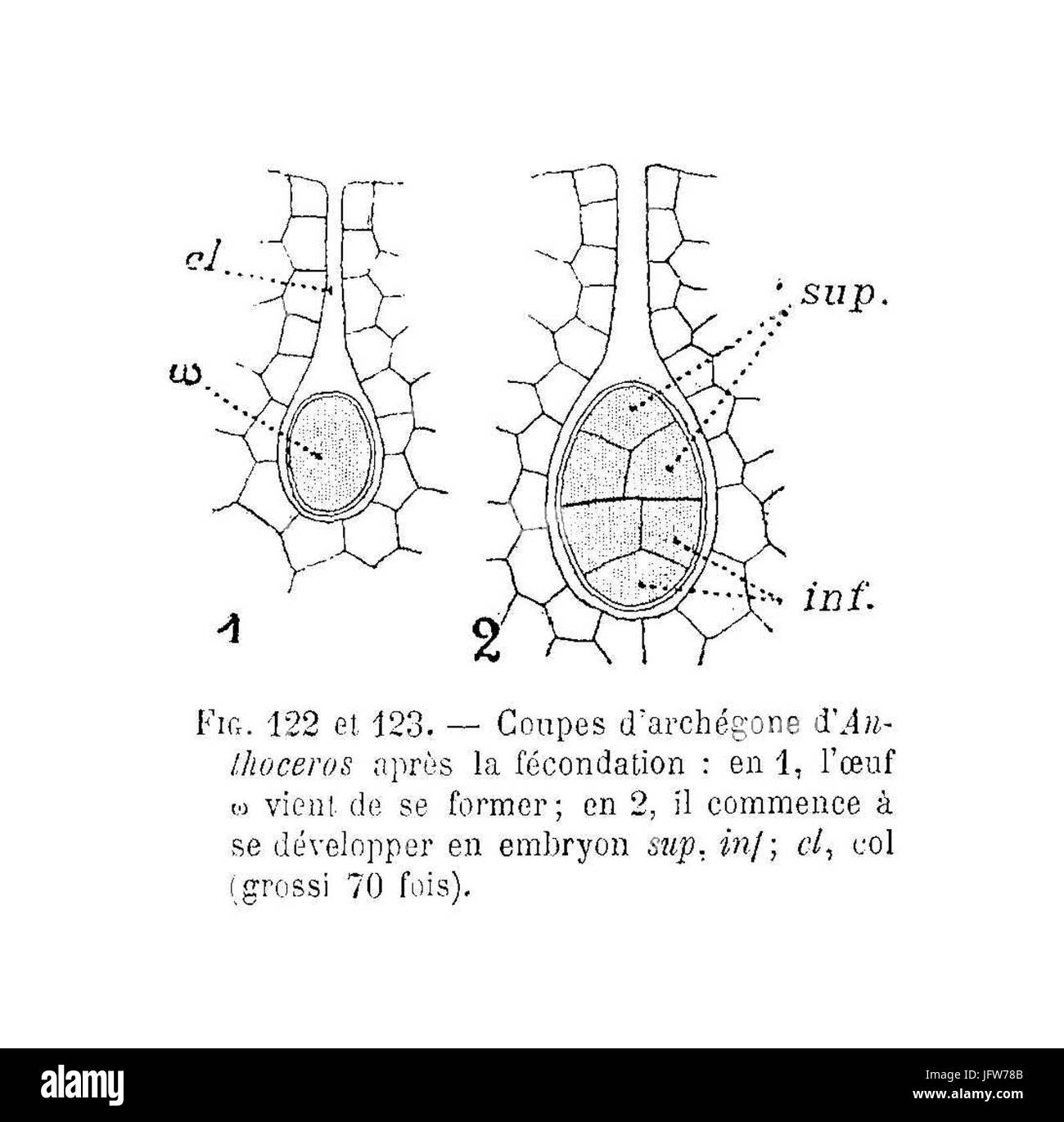 Anthoceros - archégone Stock Photo - Alamy