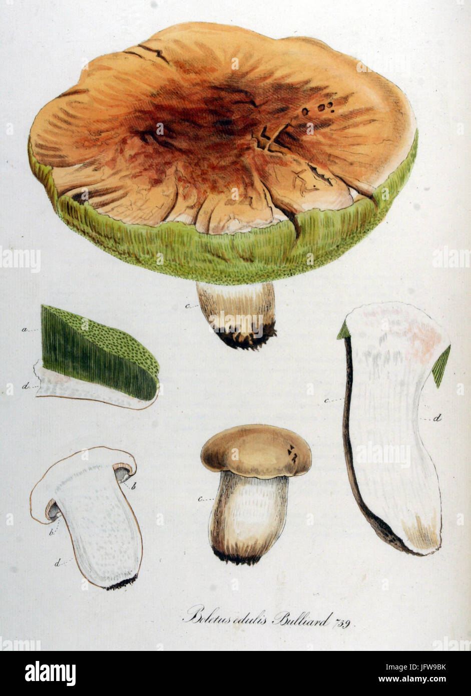 Boletus edulis drawing hi-res stock photography and images - Alamy