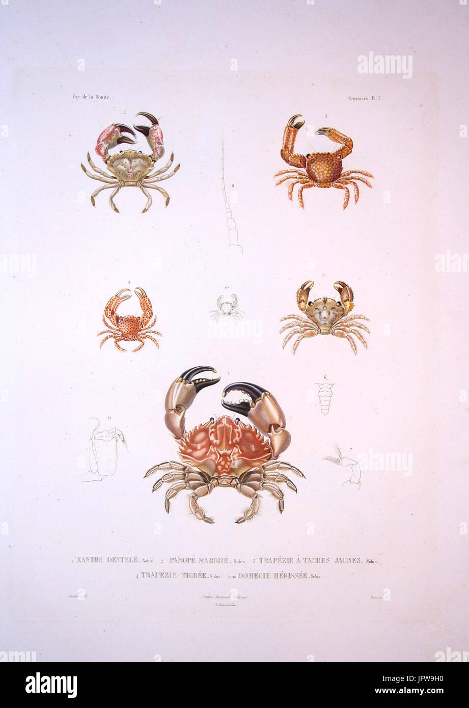 Crustaces hi-res stock photography and images - Alamy